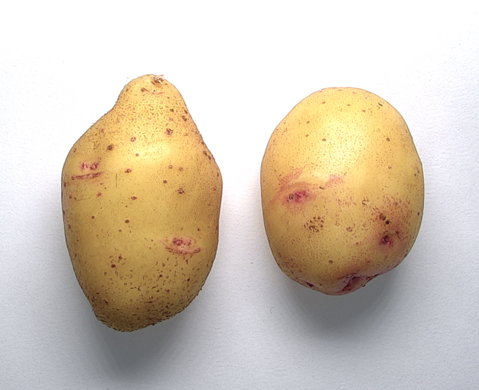 Potatis – NordGen Butik
